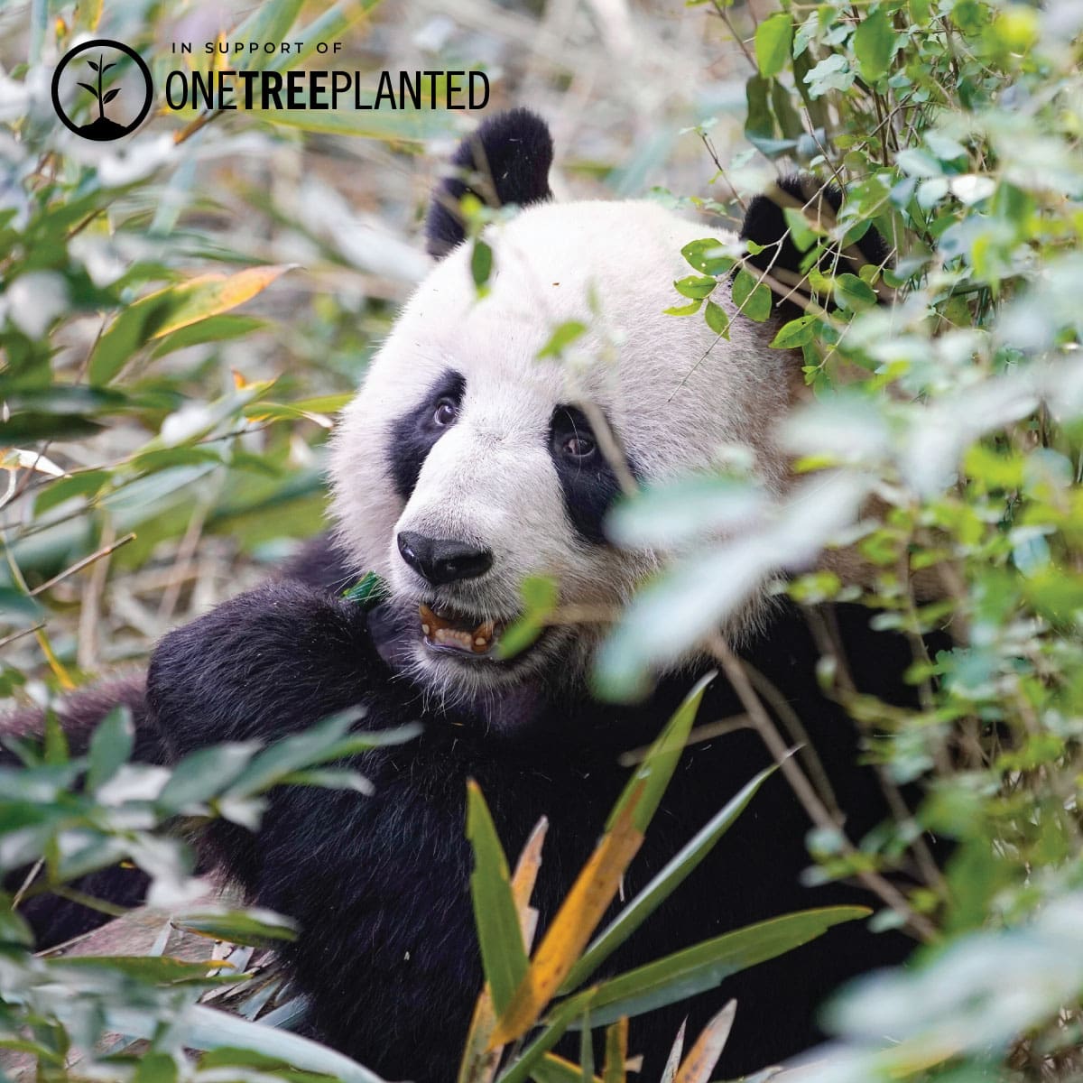 Panda Links | Original Kismet Bracelet | Black x Silver – NOGU.studio