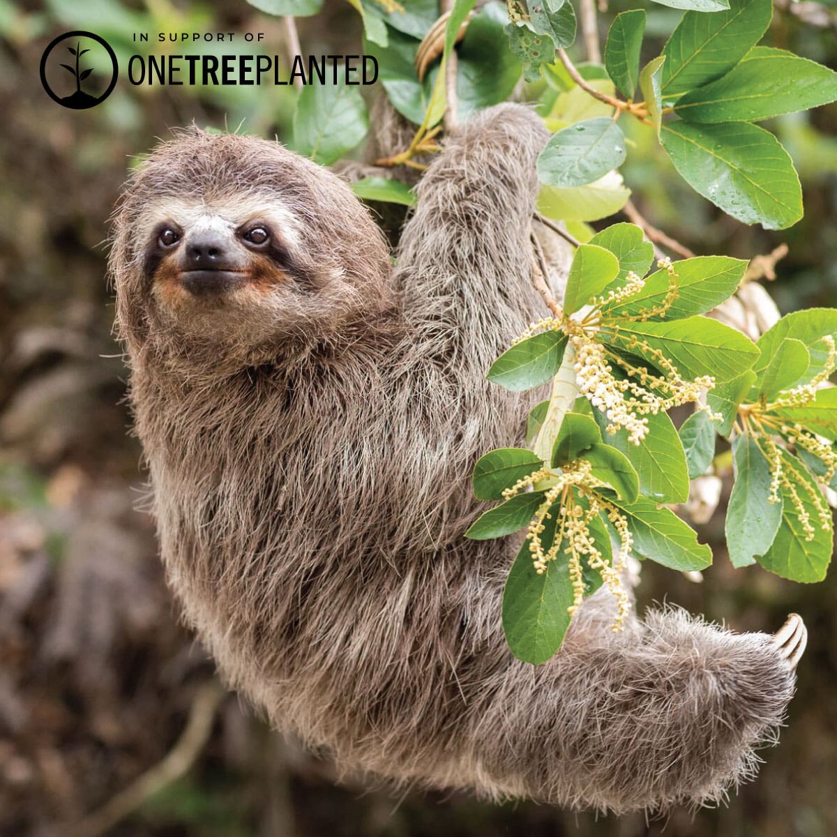 Tree Sloth Links | Original Kismet Bracelet | White x Rose Gold – NOGU ...